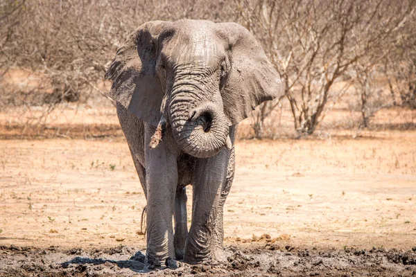 Elephant taking a mud bath. - Stock Image - Everypixel