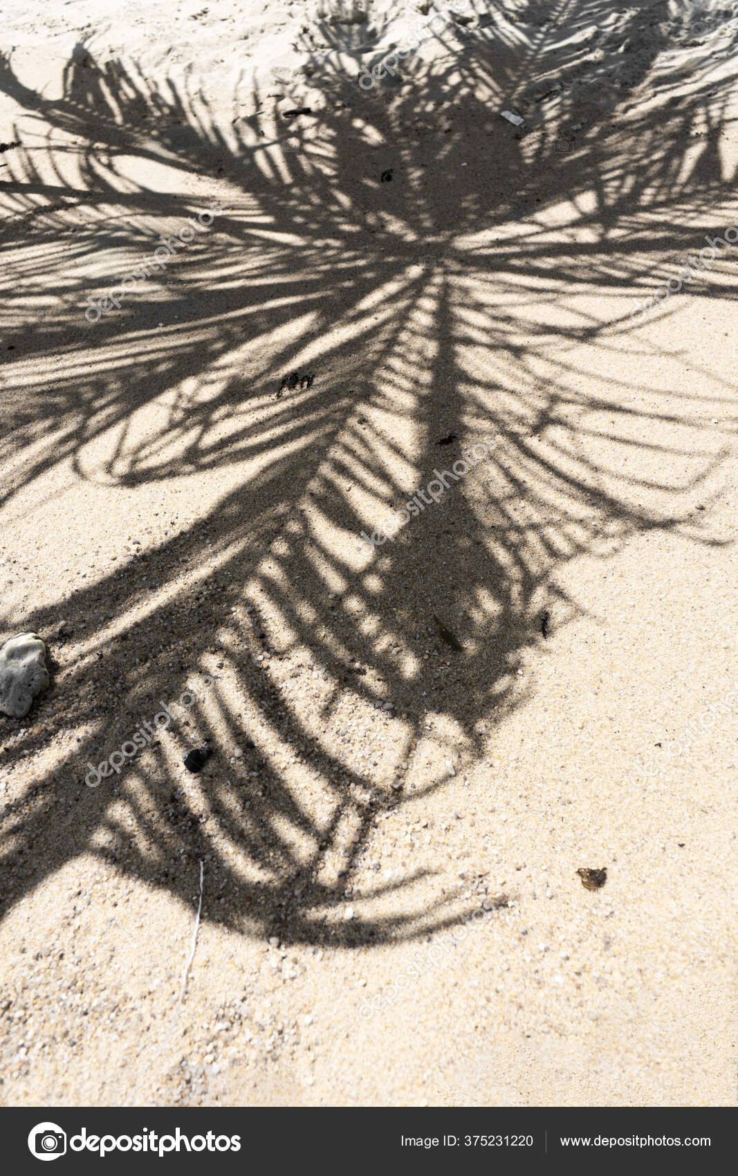Shadow Palm Tree Sandy Beach Vacation Concept Sea — Stock Photo ...