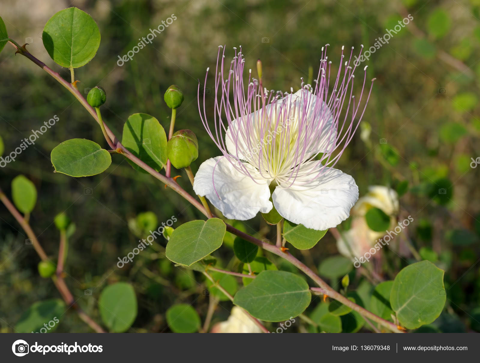 Capers Flower