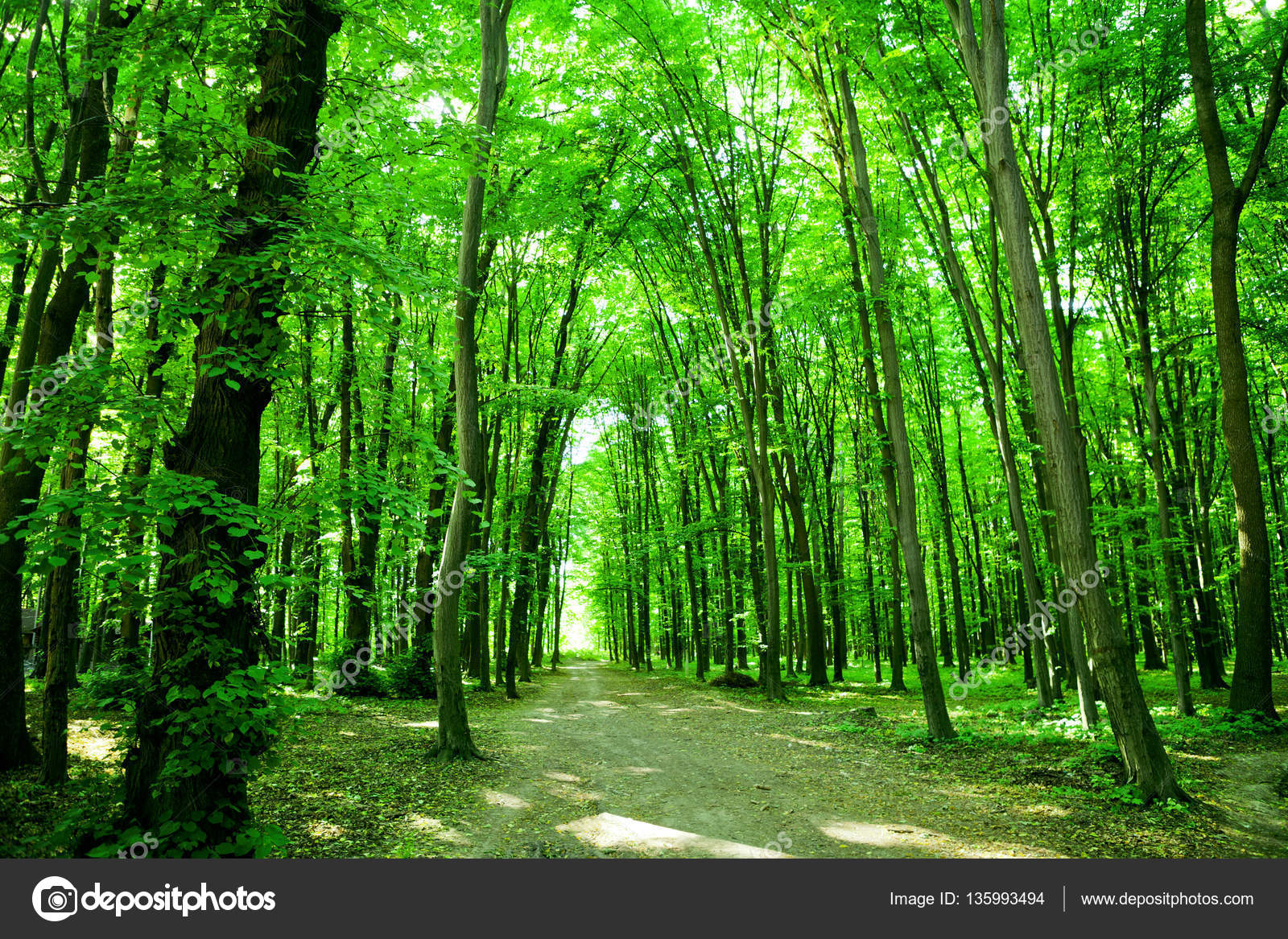 Natural Green Forest NIKIN | The 10 Largest Forests In The World