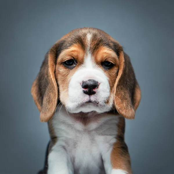 Beagle puppy — Stock Photo © AnmFoto #335511756