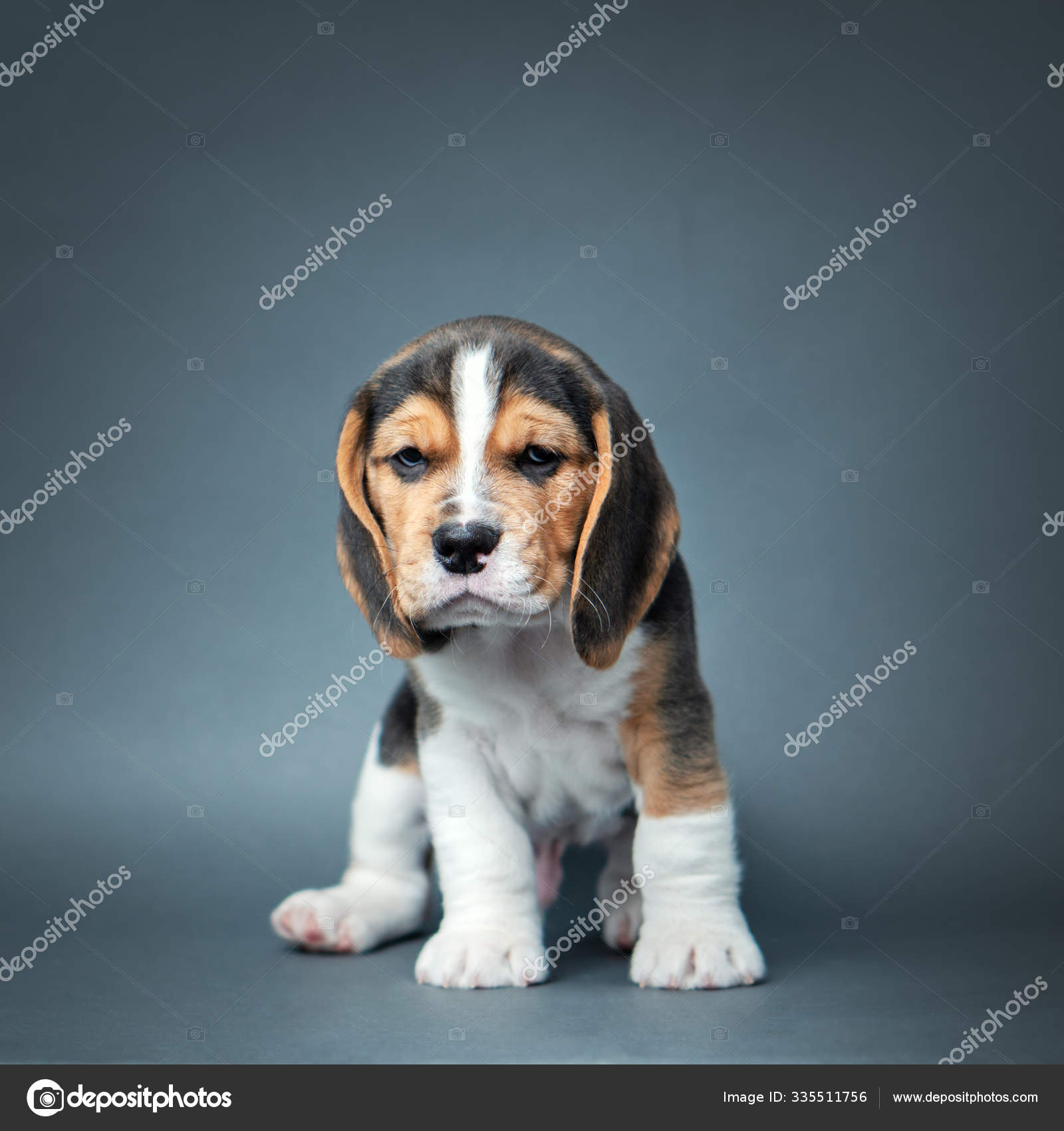 Beagle puppy — Stock Photo © AnmFoto #335511756
