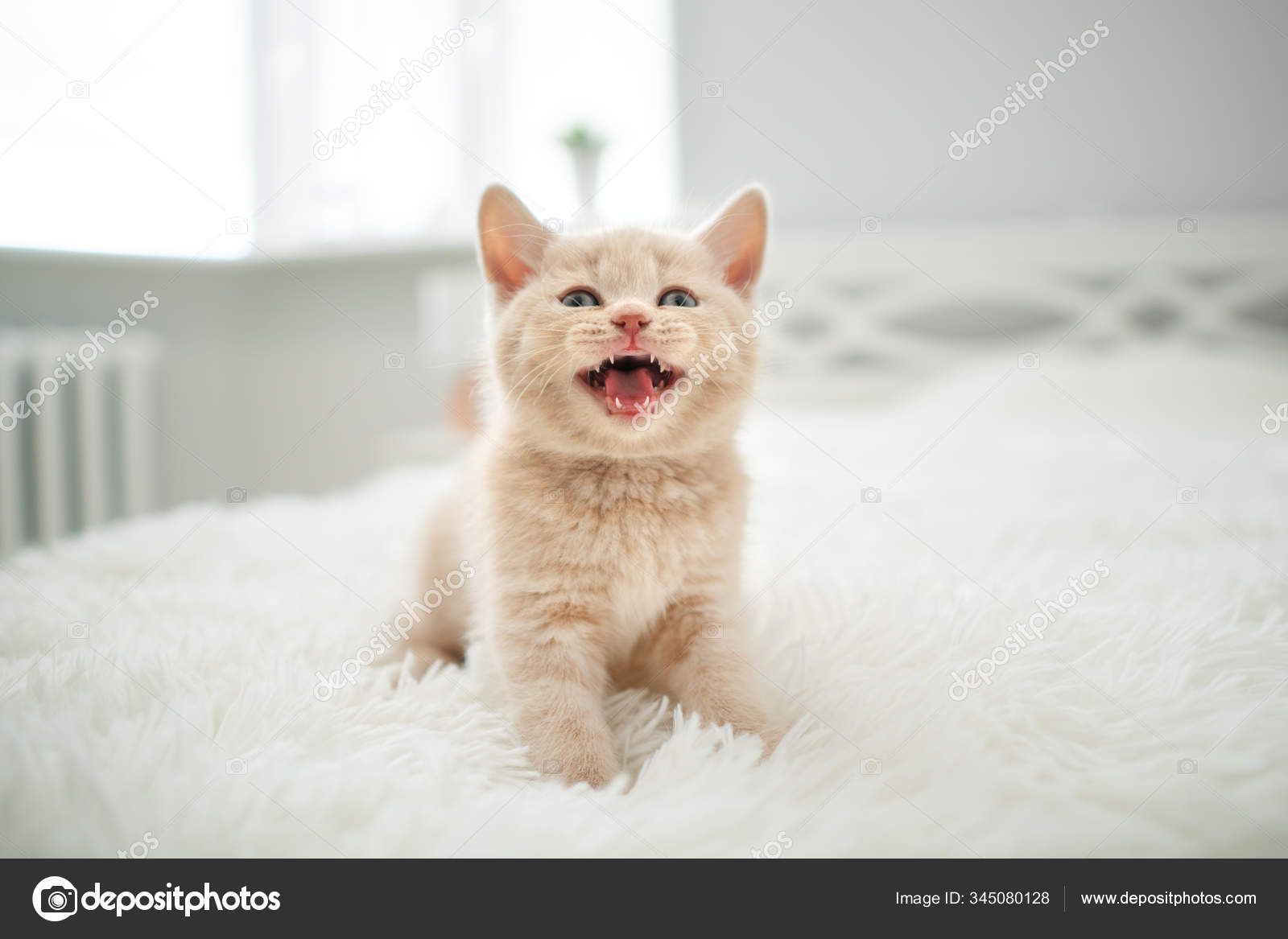 Cute Shorthair British Kitten Stock Photo by ©AnmFoto 345080128
