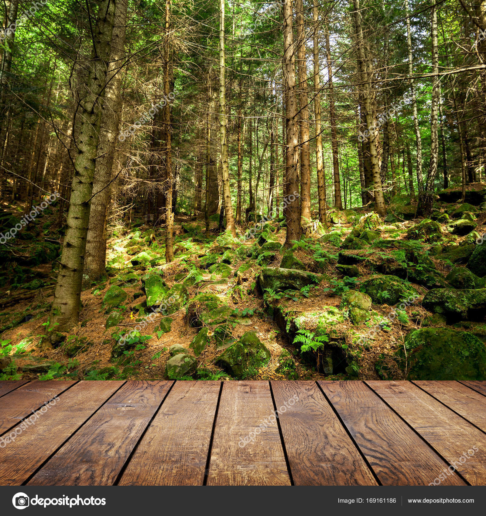 A forest trees Stock Photo by ©vovan13 169161186