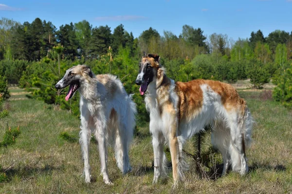 69 Russian wolfhounds Stock Photos, Russian wolfhounds Images ...
