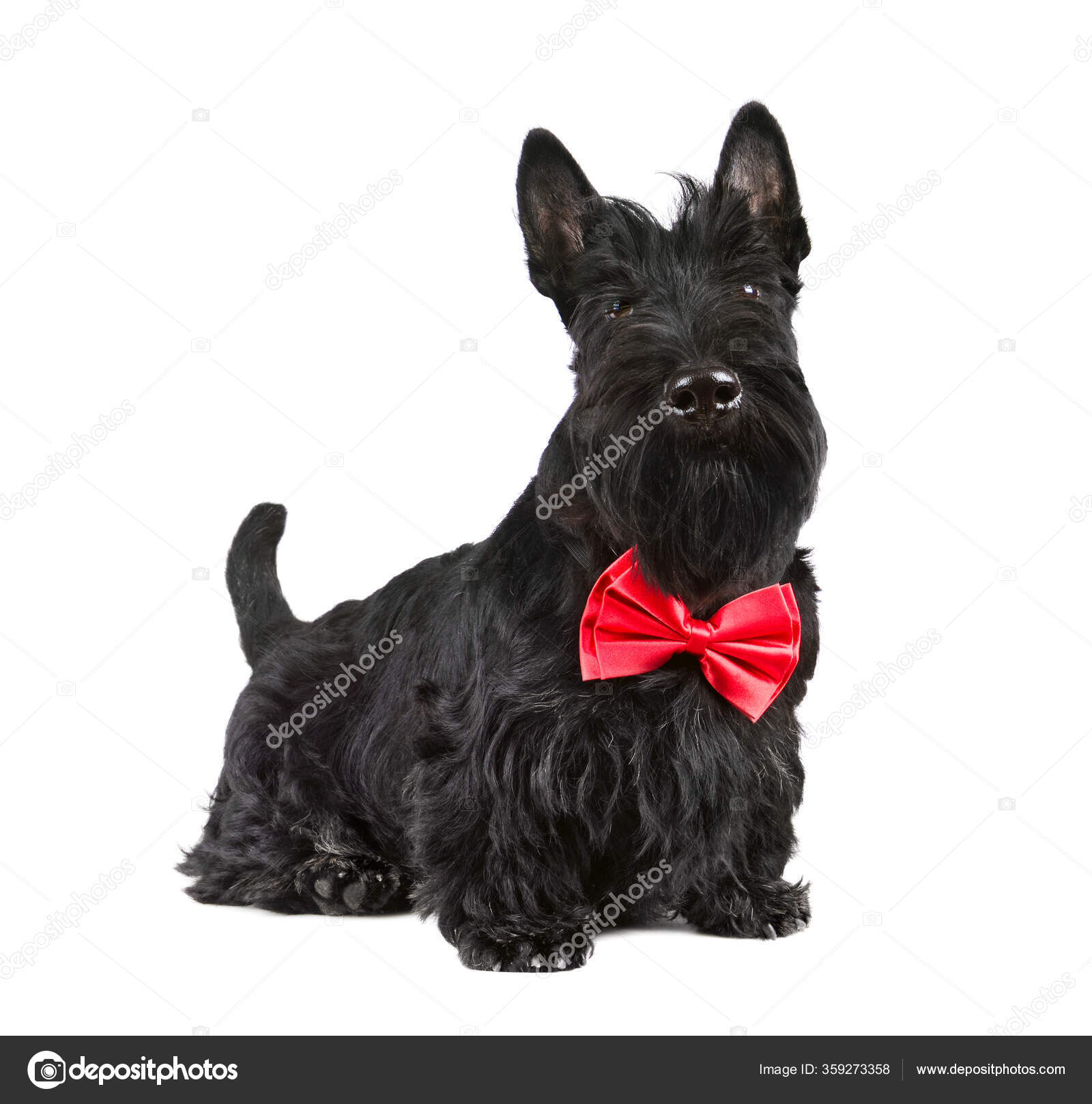 Red Scottish Terrier