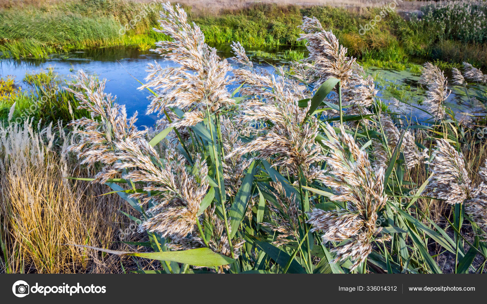 Cane grass foreground — Stock Photo © AlexanderZam #336014312