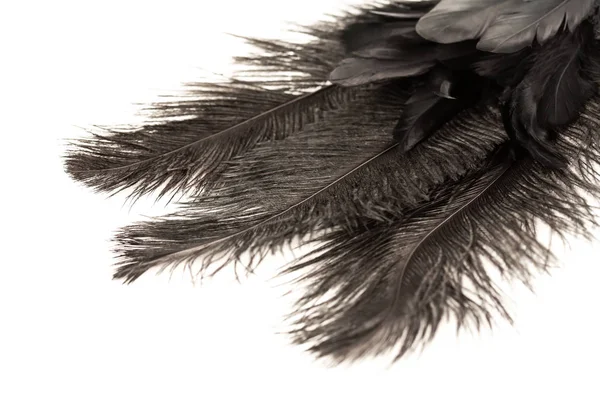 Black and white feathers Stock Photos, Royalty Free Black and white feathers Images | Depositphotos