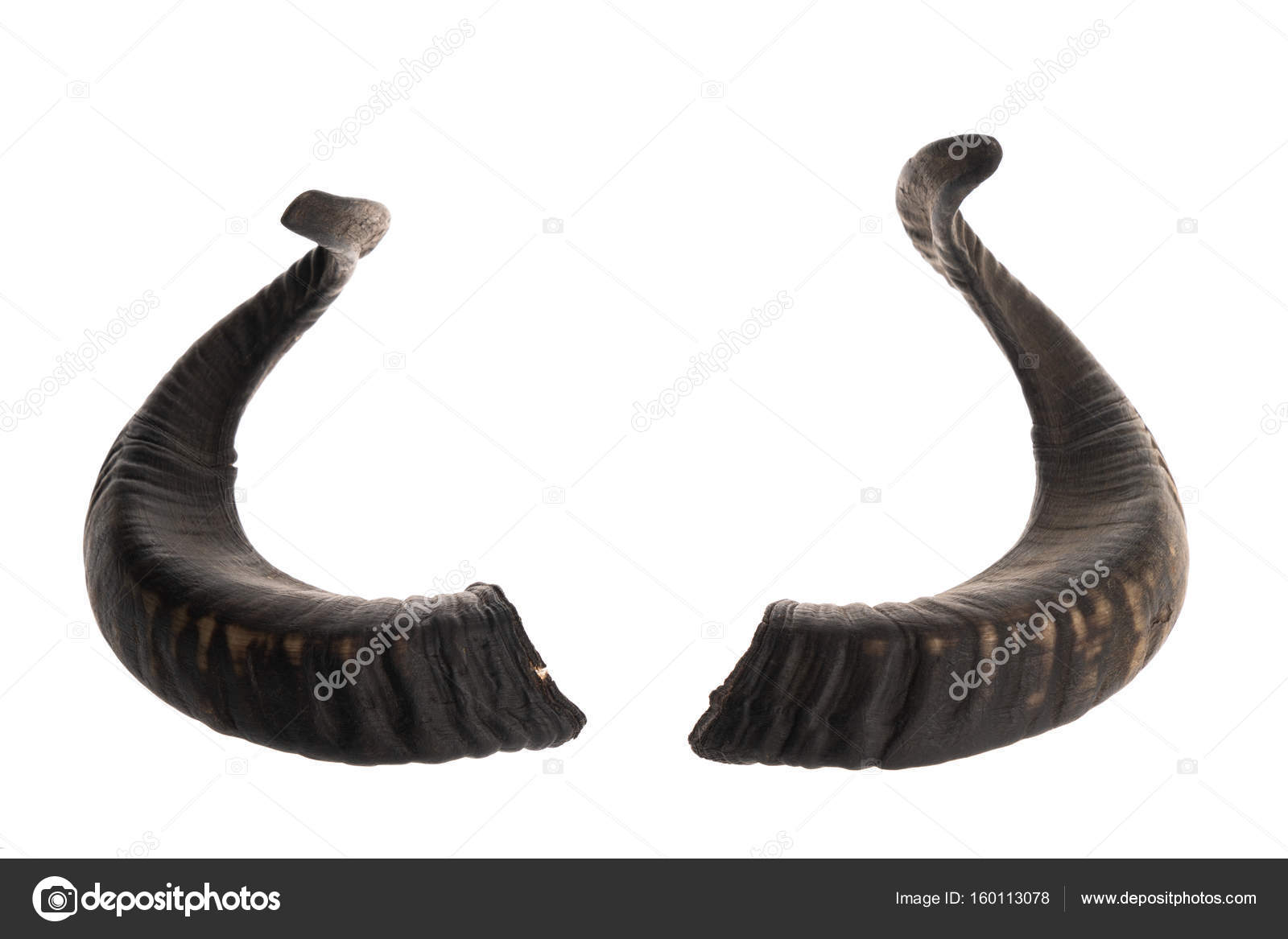 Pair of ram horns — Stock Photo © Elisanth #160113078