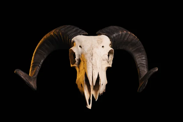 Ram horns Stock Photos, Royalty Free Ram horns Images | Depositphotos