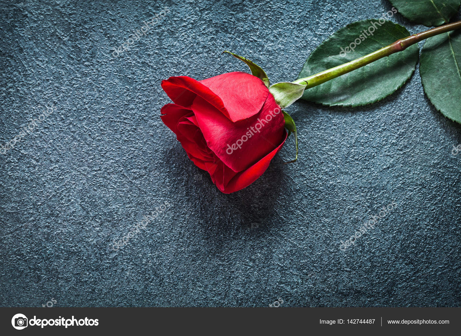 Single Red Rose Black Background Stock Photo