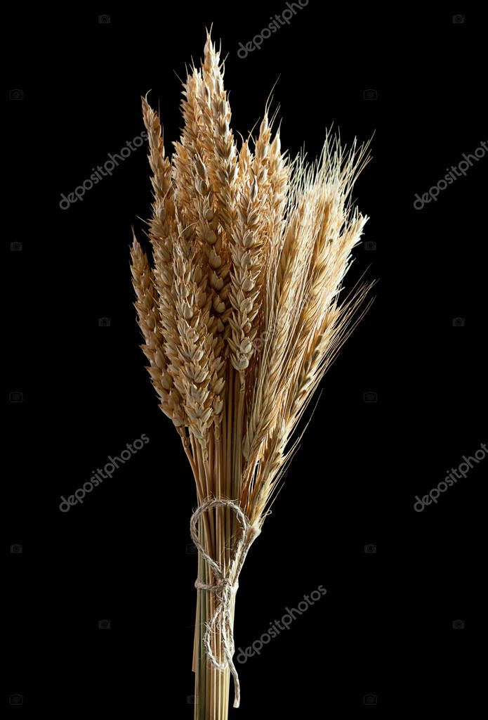 Ramo de espigas de trigo sobre fondo negro 2022
