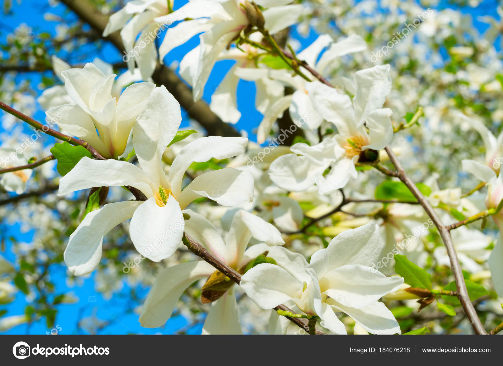 White Blossom Magnolia Tree Flowers Spring Stock Photo by ©joyfull ...