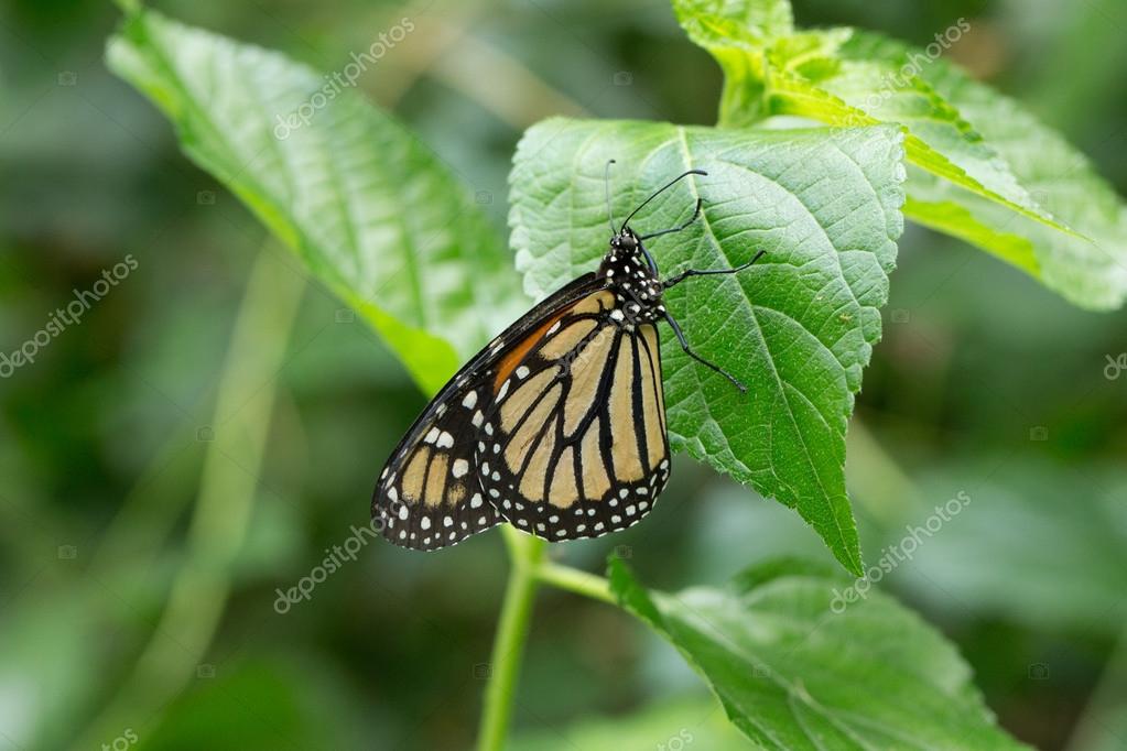 Beautiful Butterfly on leave — Stock Photo © Pakhnyushchyy #126576644