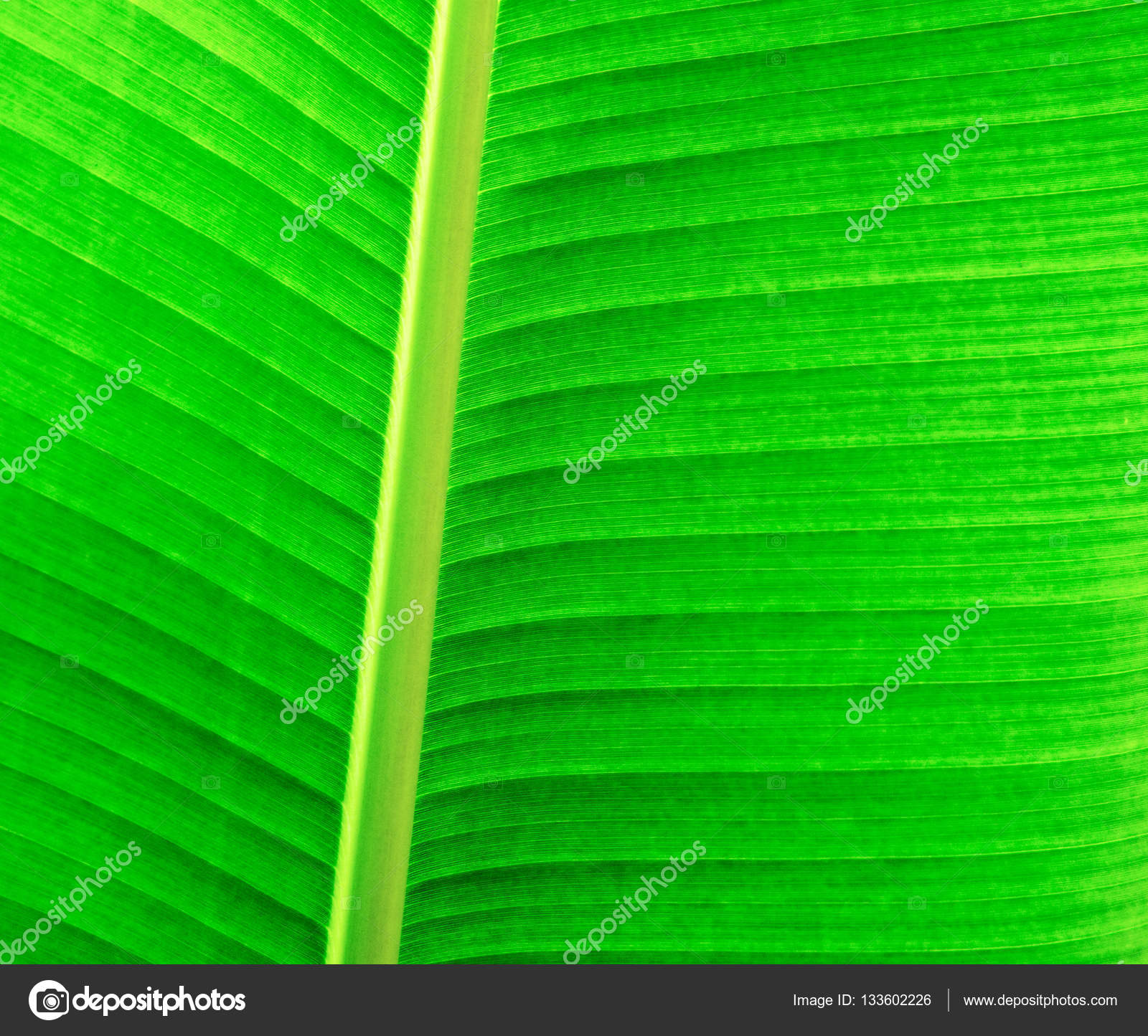 Green leaf background Stock Photo by ©Pakhnyushchyy 133602226