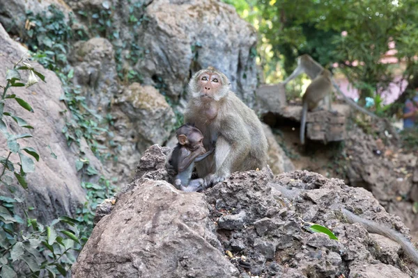 Imágenes de Chango, fotos de Chango sin royalties | Depositphotos