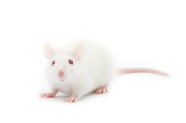 White rat Stock Photo by ©Pakhnyushchyy 10496183
