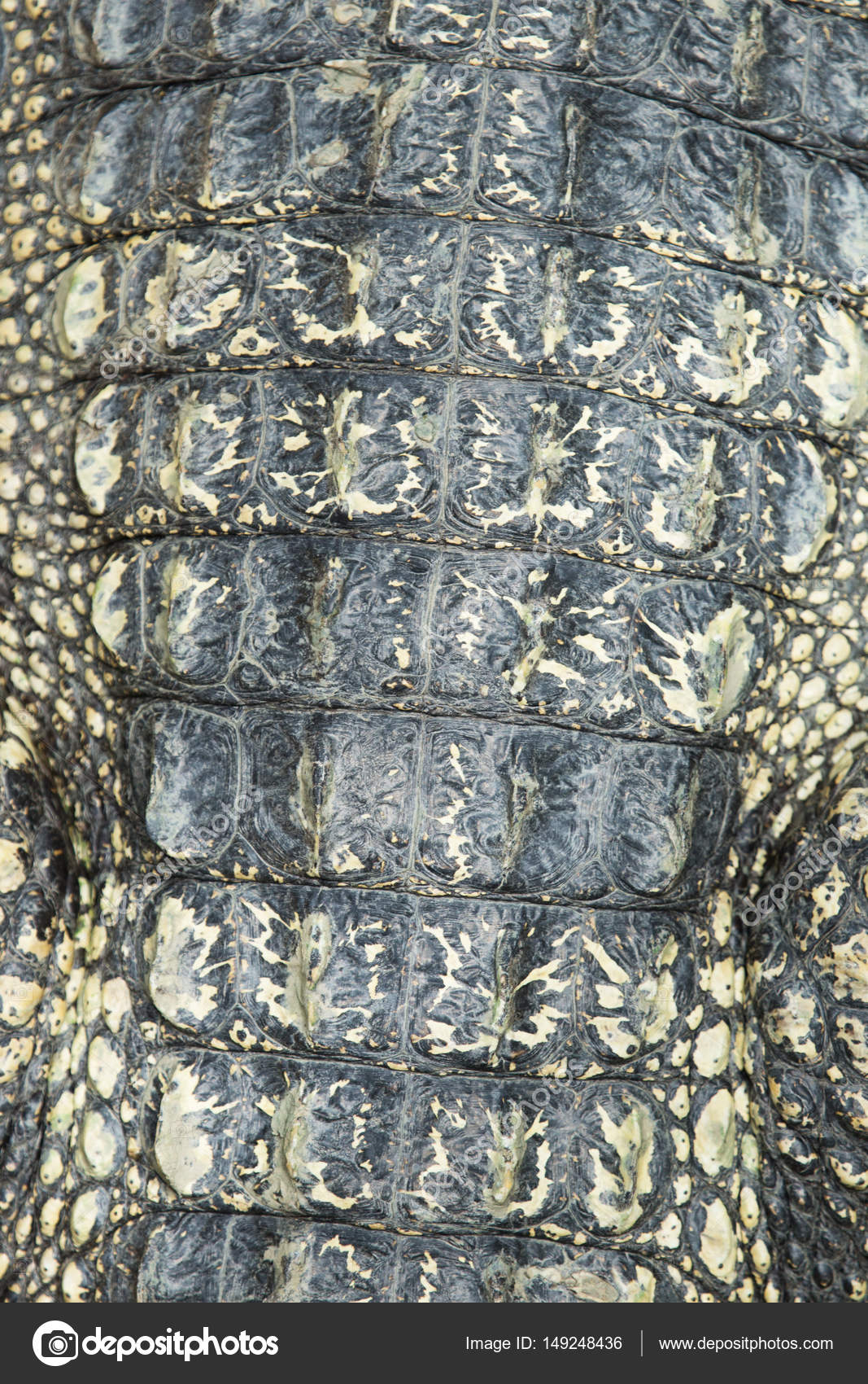 Crocodile skin texture Stock Photo by ©Pakhnyushchyy 149248436