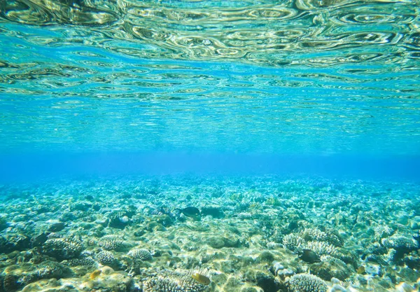 Beautiful underwater scene Stock Photo by ©Pakhnyushchyy 162214926