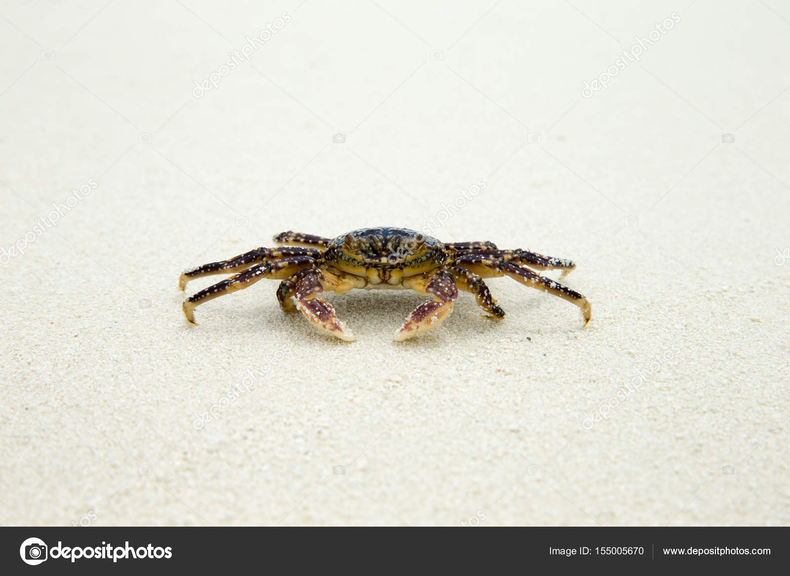 Cute little crab on beach ⬇ Stock Photo, Image by © Pakhnyushchyy ...