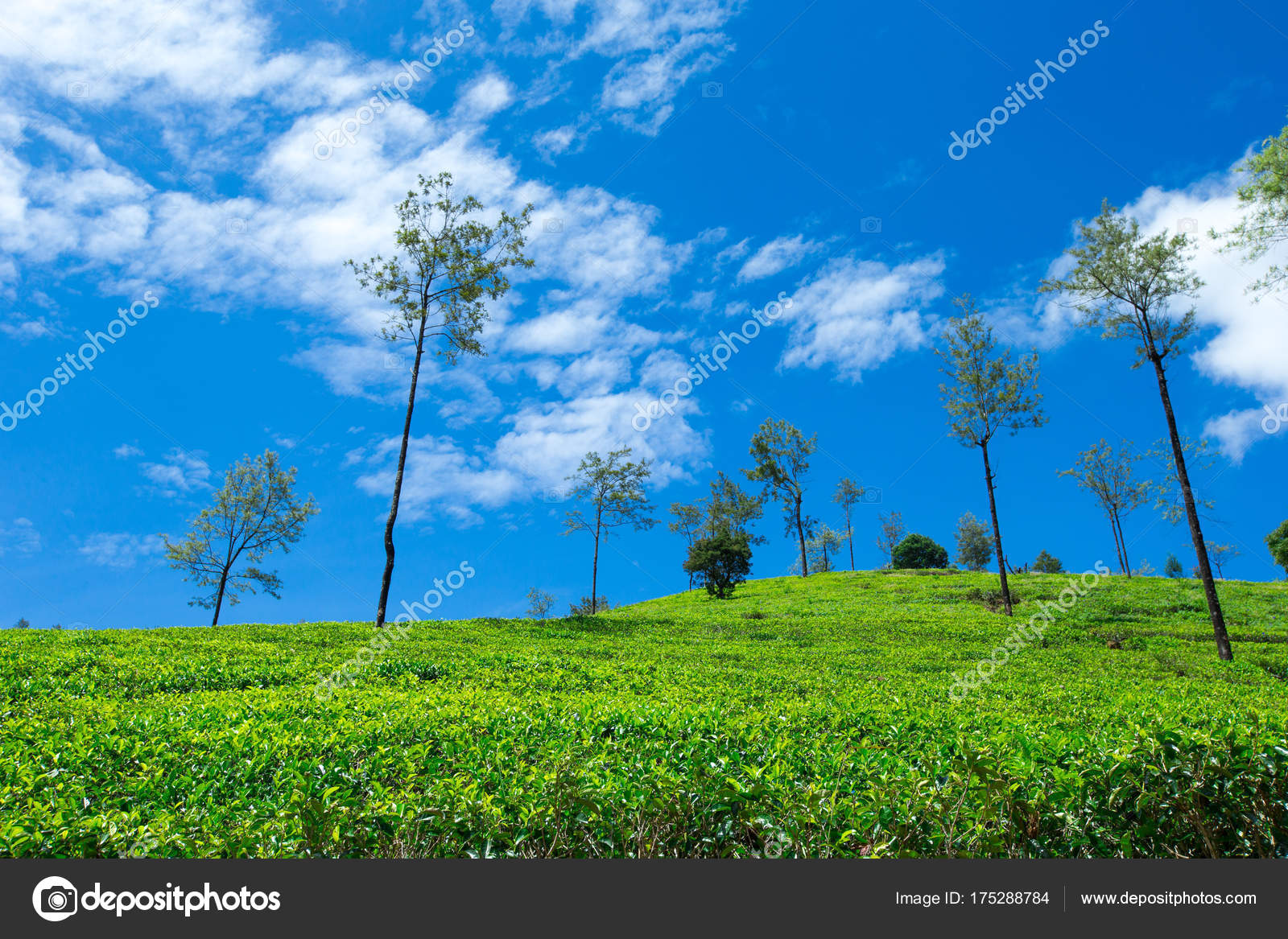Tea Plantation Nature Background Stock Photo by ©Pakhnyushchyy 175288784