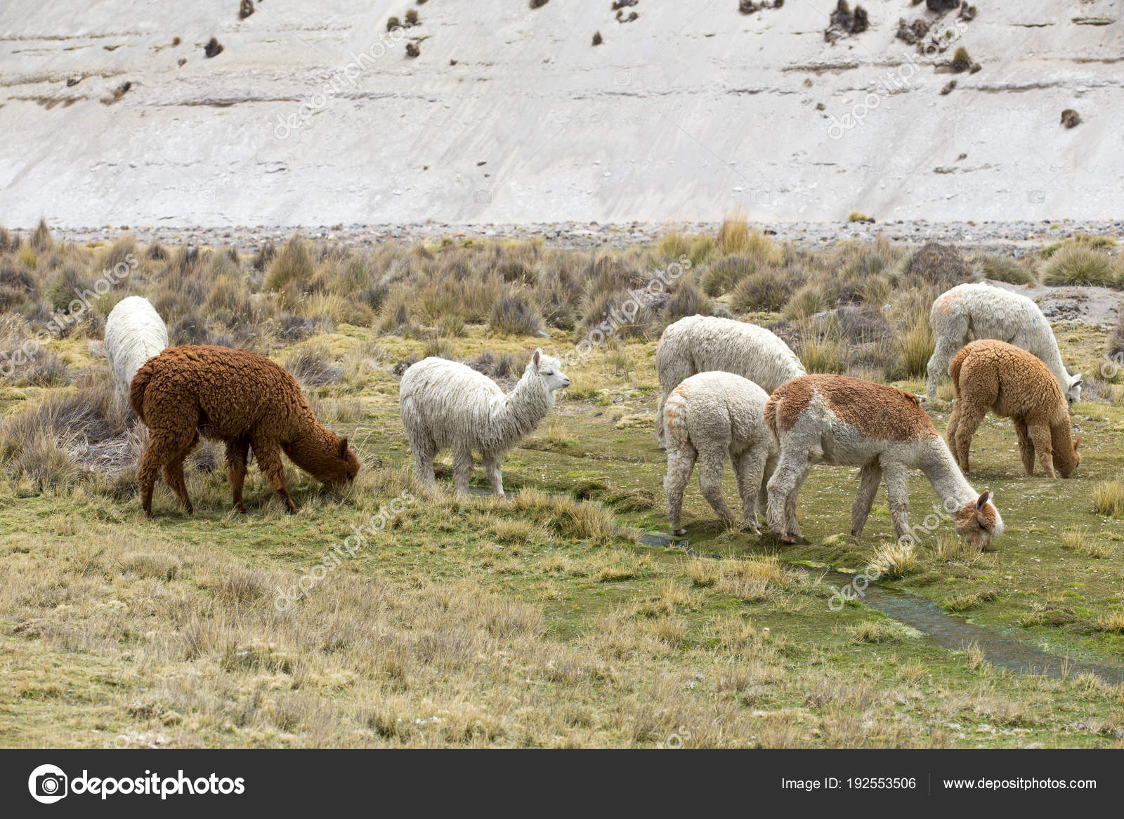Lamas in Andes,Mountains, Peru — Stock Photo © Pakhnyushchyy #192553506