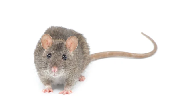 Fotos de Rabo de rato, Imagens de Rabo de rato sem royalties ...