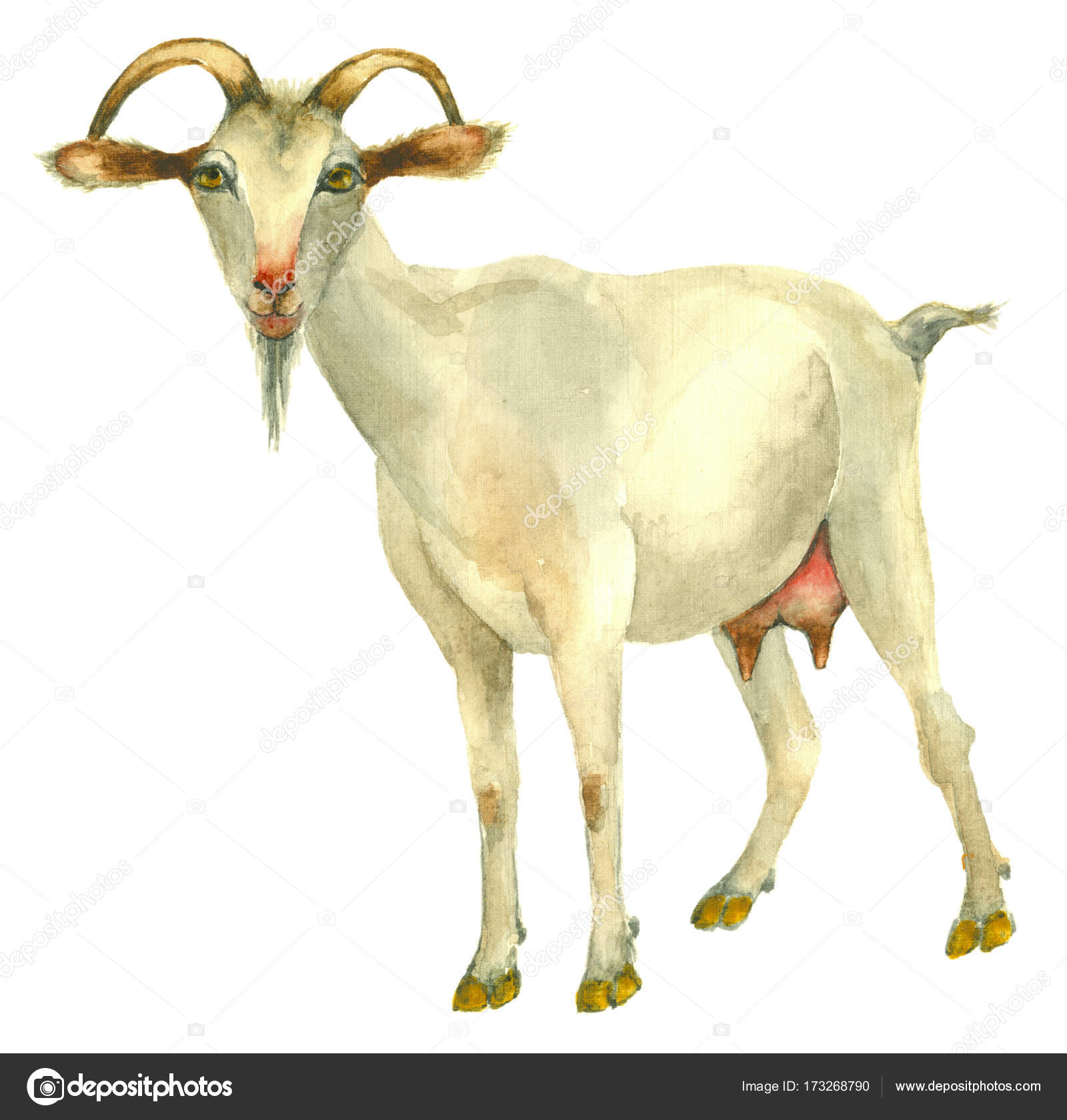Hand drawn goat Stock Illustration by ©ivofet #173268790