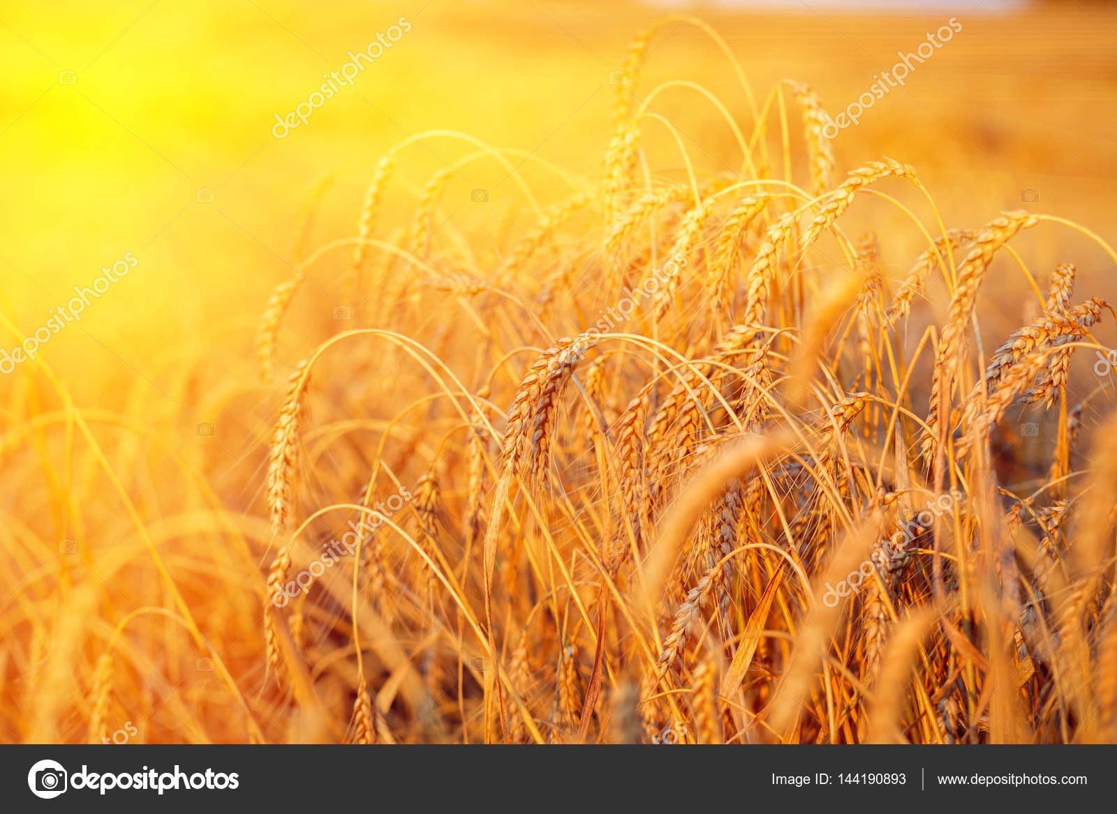 Gold wheat field Stock Photo by ©jeka2009 144190893