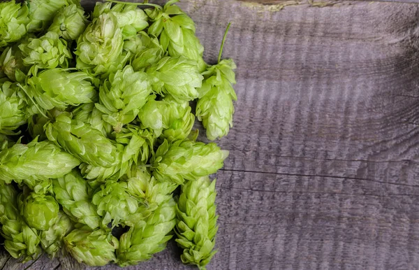 Hops seed cones — Stock Photo © jeka2009 #144932145