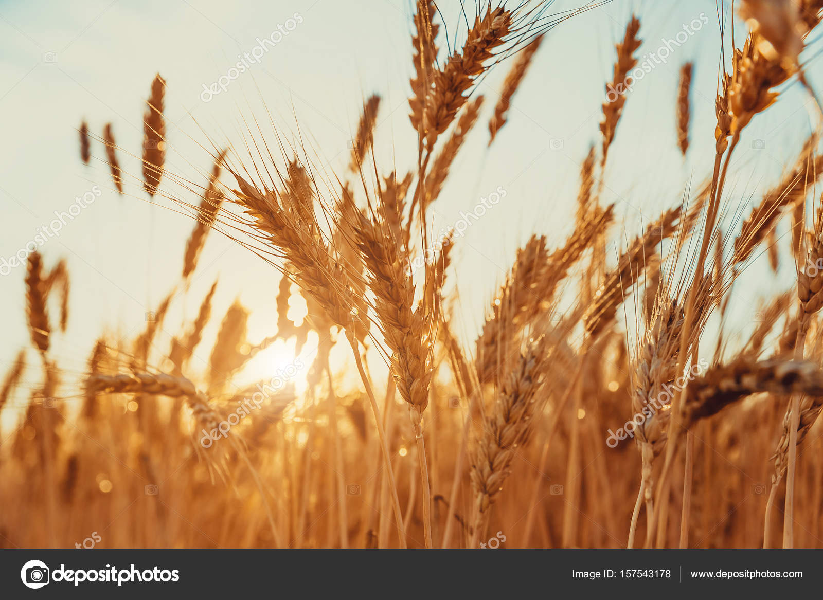 Beautiful wheat field Stock Photo by ©jeka2009 157543178