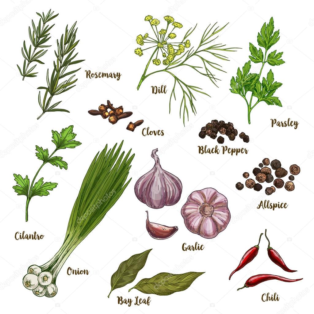 Dibujo realista a todo color ilustración de hierbas y especias ...