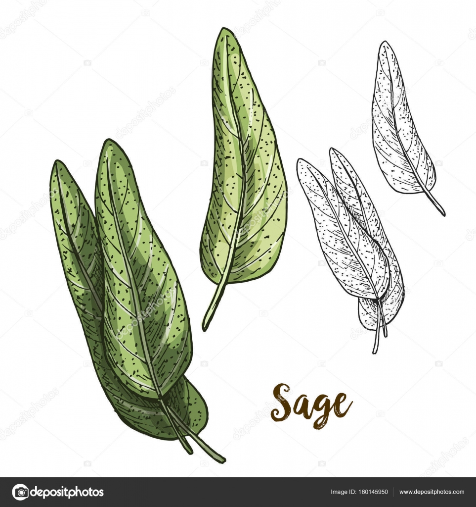 Full color realistic sketch illustration of sage Stock Vector Image by ...
