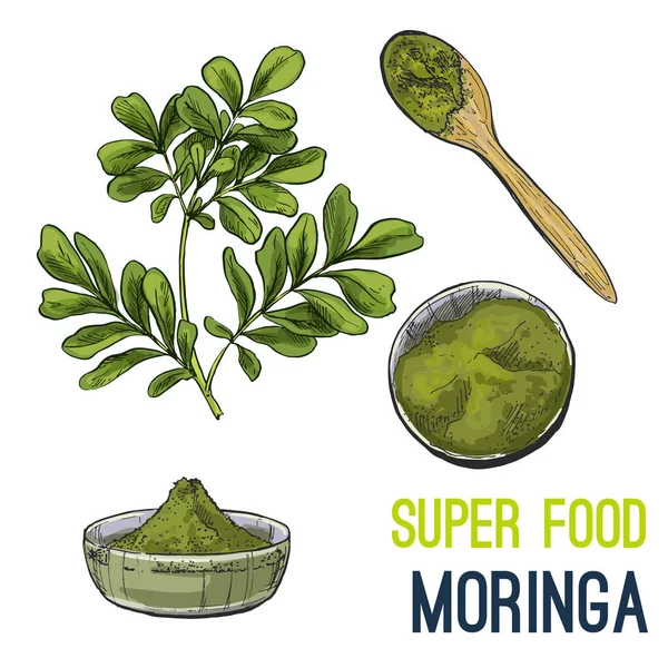 100,000 Moringa drawing Vector Images | Depositphotos