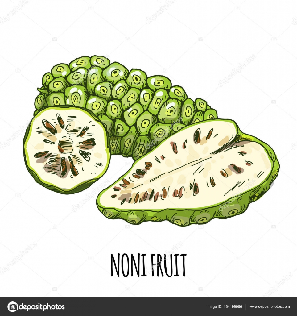 Noni fruit, Full color realistic hand drawn vector. — Stock Vector ...