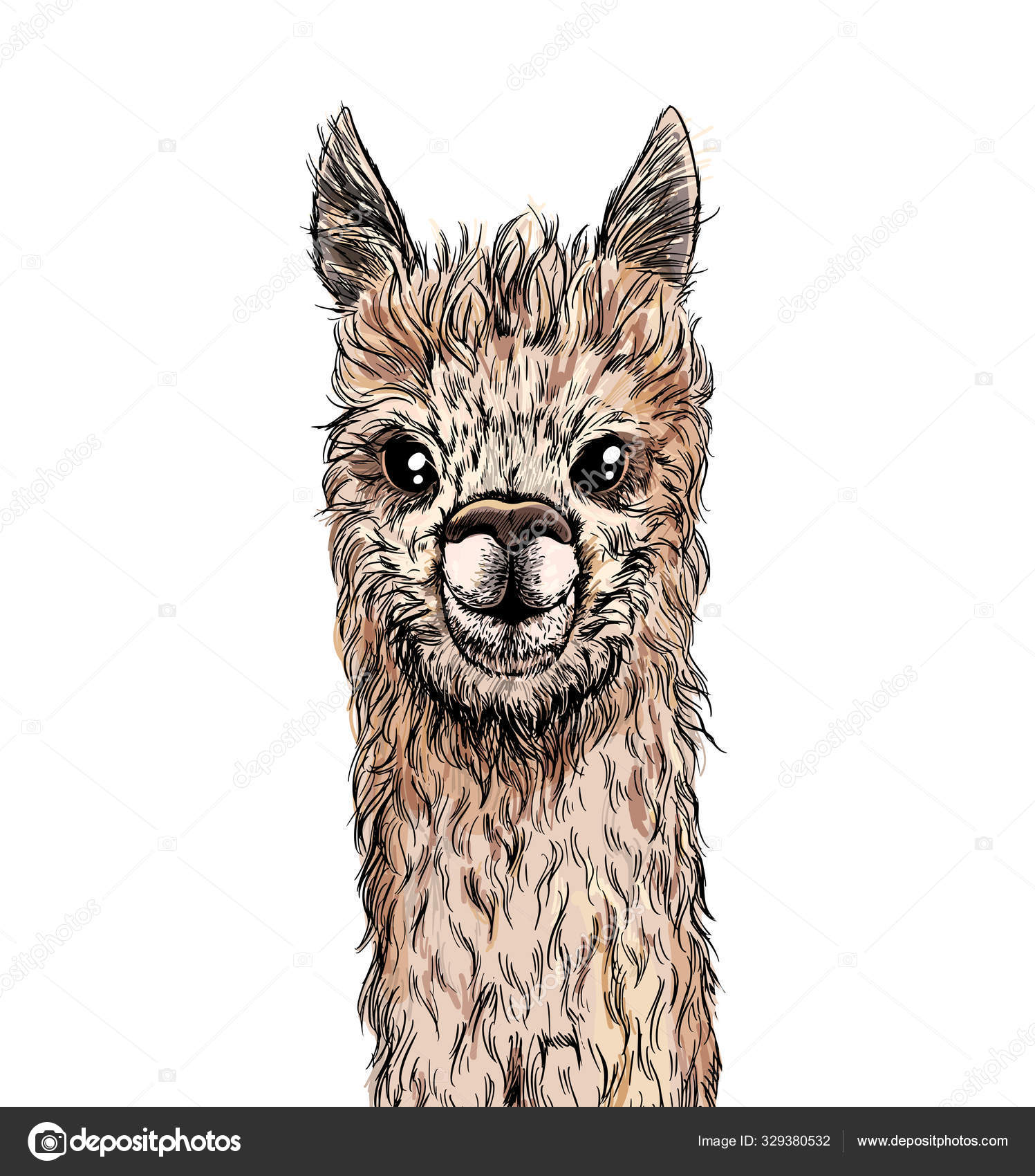 How To Draw A Realistic Llama Face