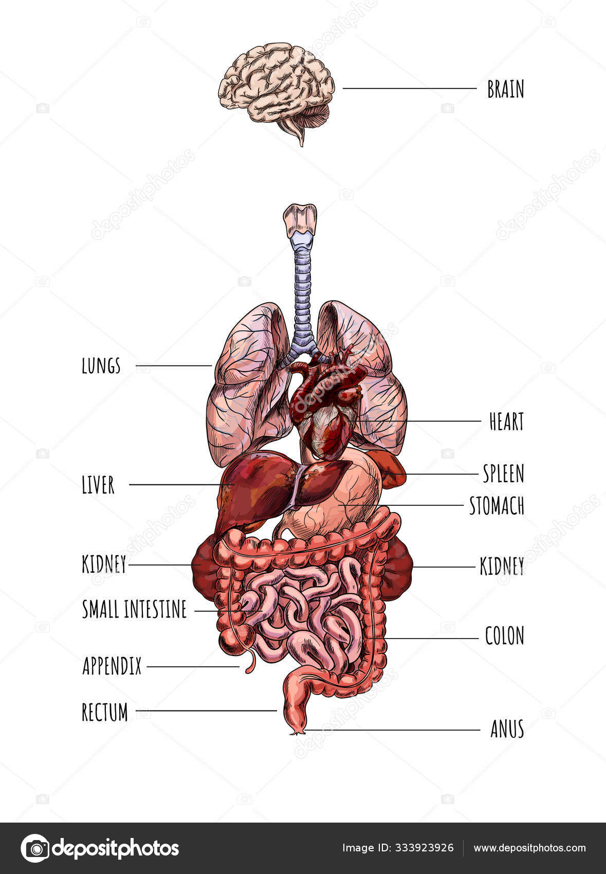 Human internal organs system, hand drawn vector Stock Vector by ...