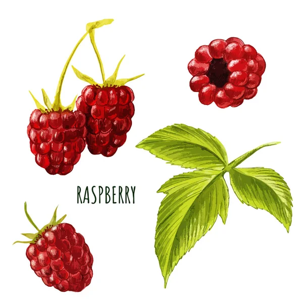 19,400,152 Raspberry clipart Vector Images | Depositphotos