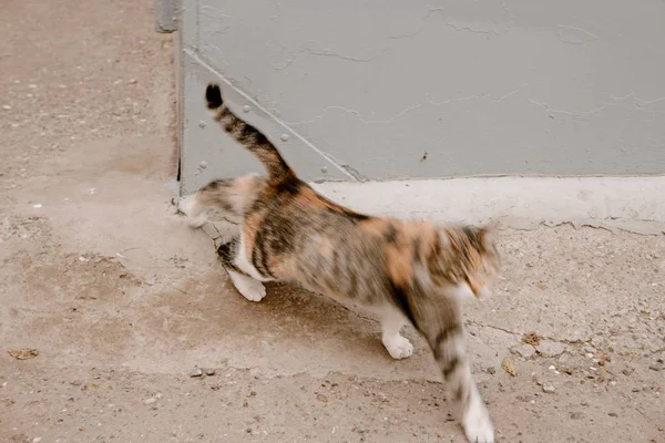 Cat stretch oneself blurred, cute funny cat full body shot, young ...