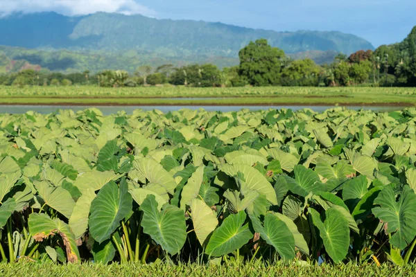 Taro farm Stock Photos, Royalty Free Taro farm Images | Depositphotos