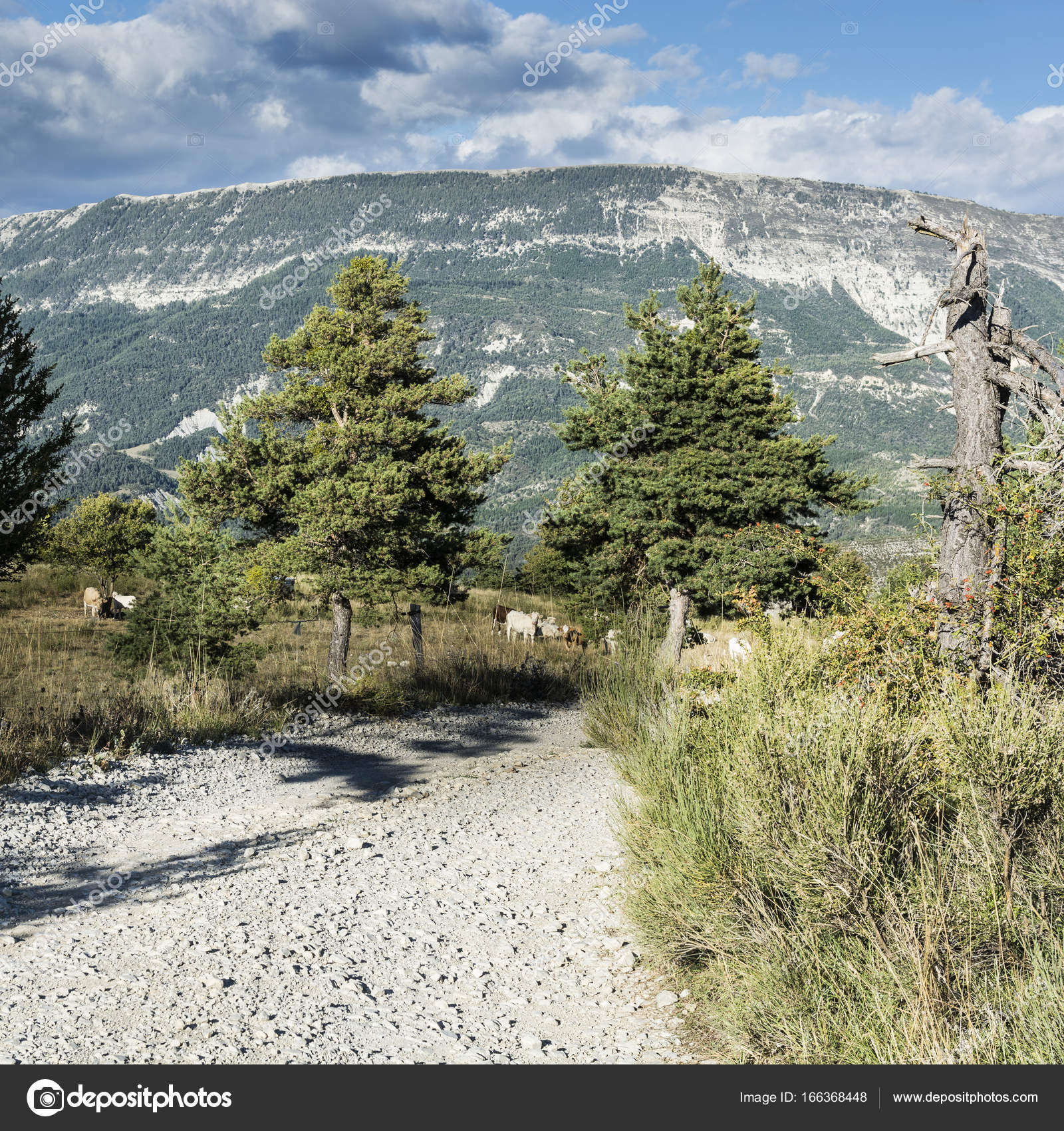 Grazing cows on high-mountain pasture — Stock Photo © ggkuna #166368448