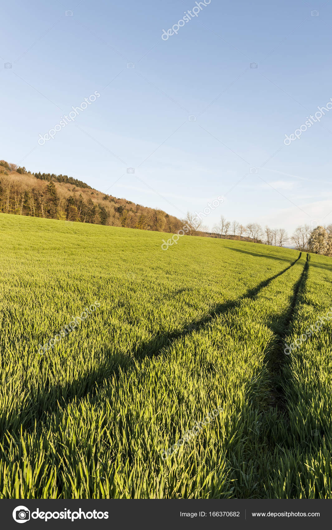 Track of tractor on the green grass — Stock Photo © ggkuna #166370682