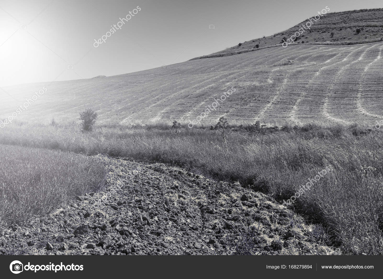 Wheat fields after harvesting. Stock Photo by ©ggkuna 168279894