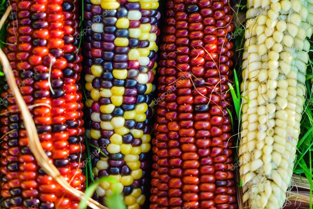 Sweet rainbow corn — Stock Photo © Shebeko #125573496