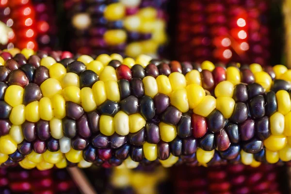 Sweet rainbow corn — Stock Photo © Shebeko #125573496