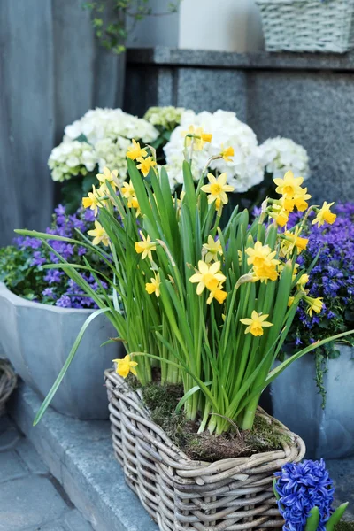 Spring flowers in pots - Stock Image - Everypixel