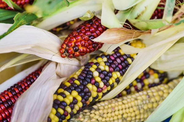 Indian corn Stock Photos, Royalty Free Indian corn Images | Depositphotos