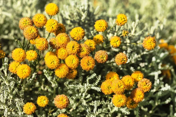 Santolin Stock Photos, Royalty Free Santolin Images | Depositphotos