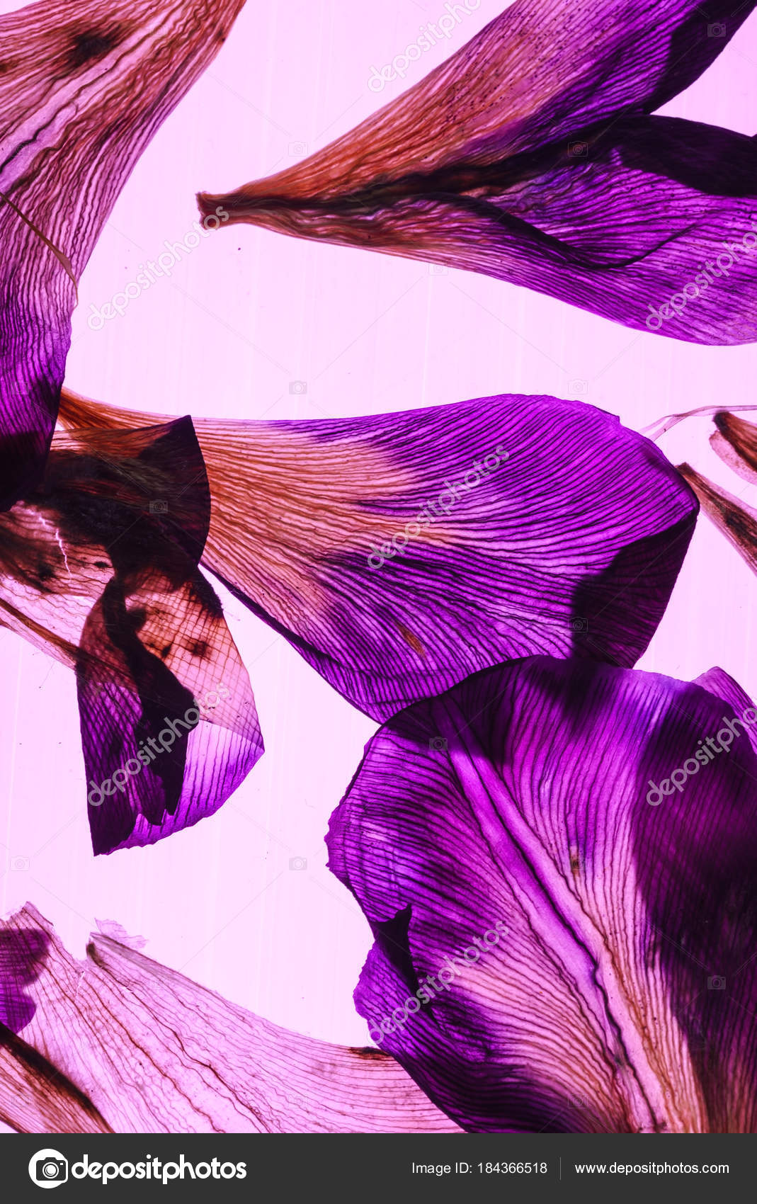 Iris Petals Pink Background Stock Photo by ©Shebeko 184366518