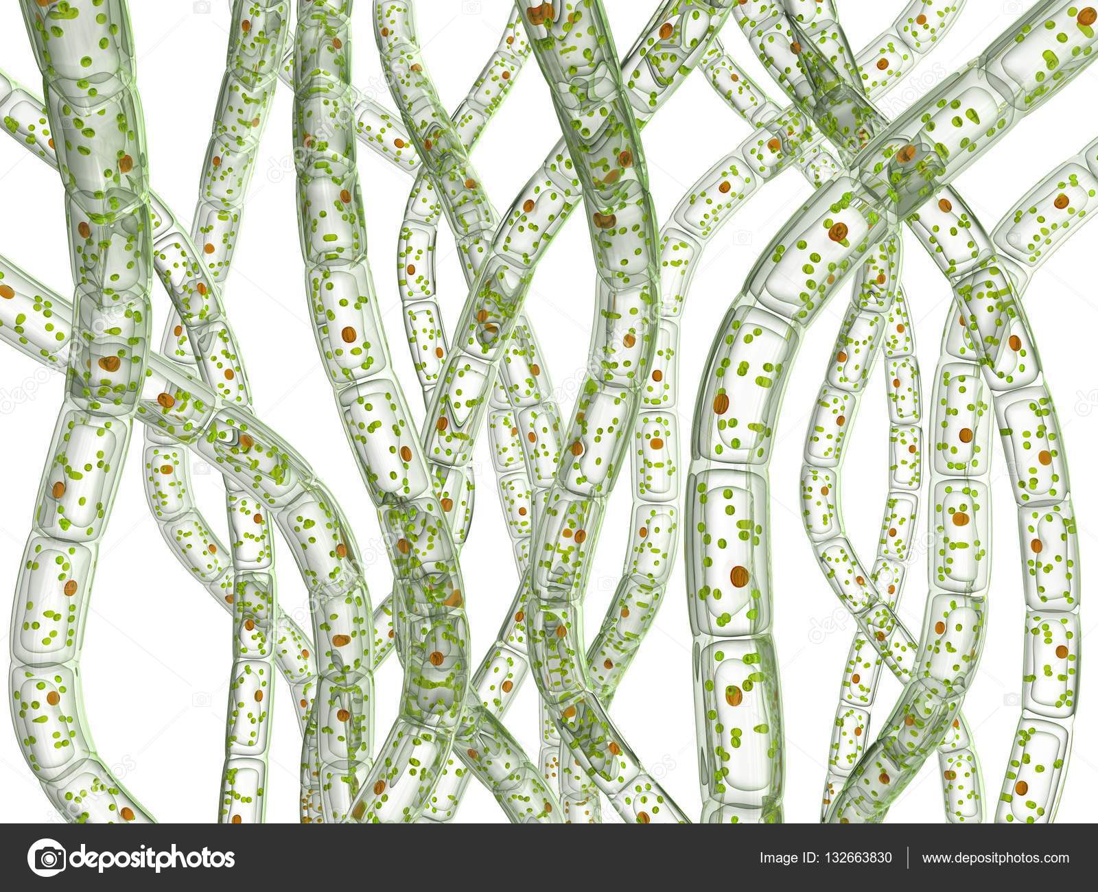 Cells of algae, Microscopic view. Stock Photo by ©wir0man 132663830